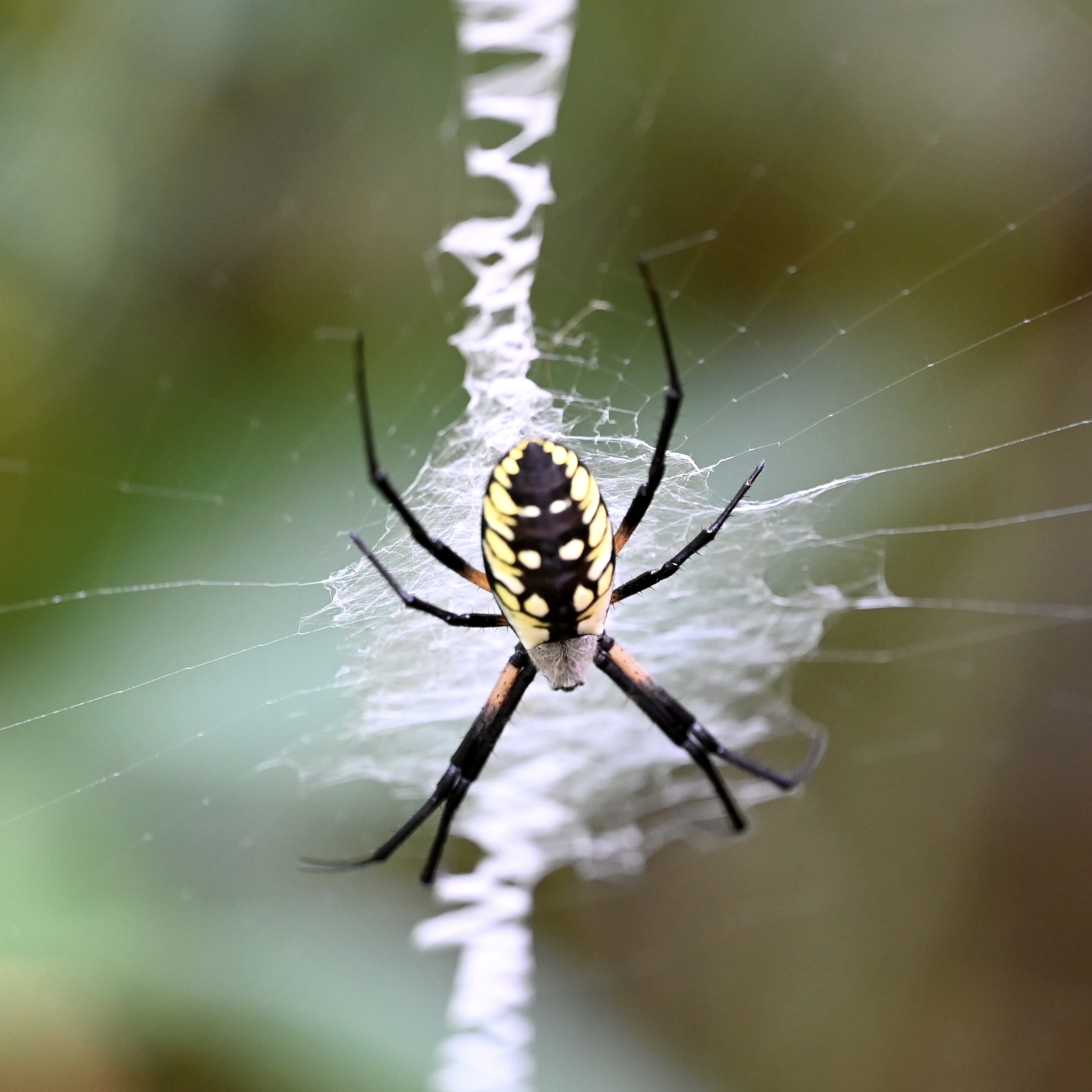 How To Get Rid Of Yellow Garden Spiders - Alta Pest Control